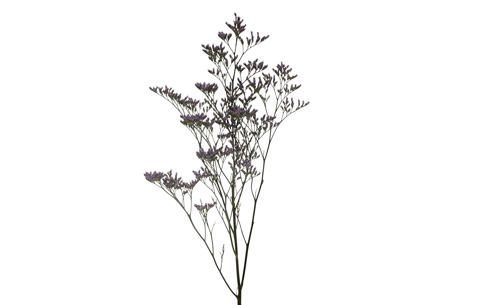 Limonium Skylight | Marginpar